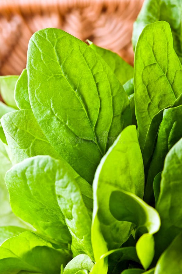 Spinach stock image. Image of leaves, vegetarian, closeup - 26126643