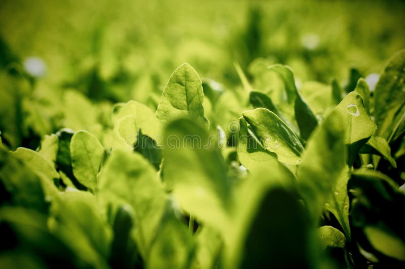 Spinach field stock image. Image of vegetables, farming - 35984883