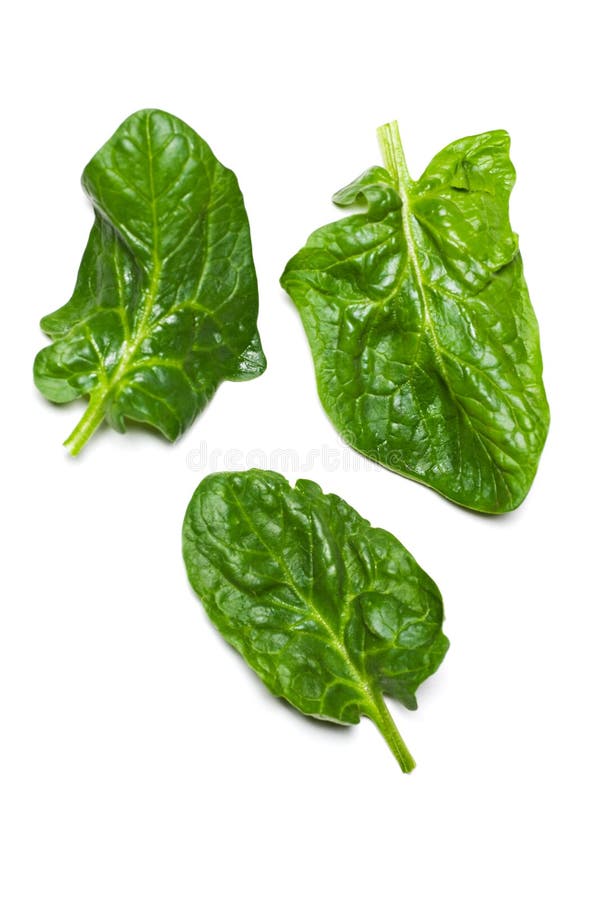 Basil stock photo. Image of freshness, aromatherapy, houseplant - 2765978