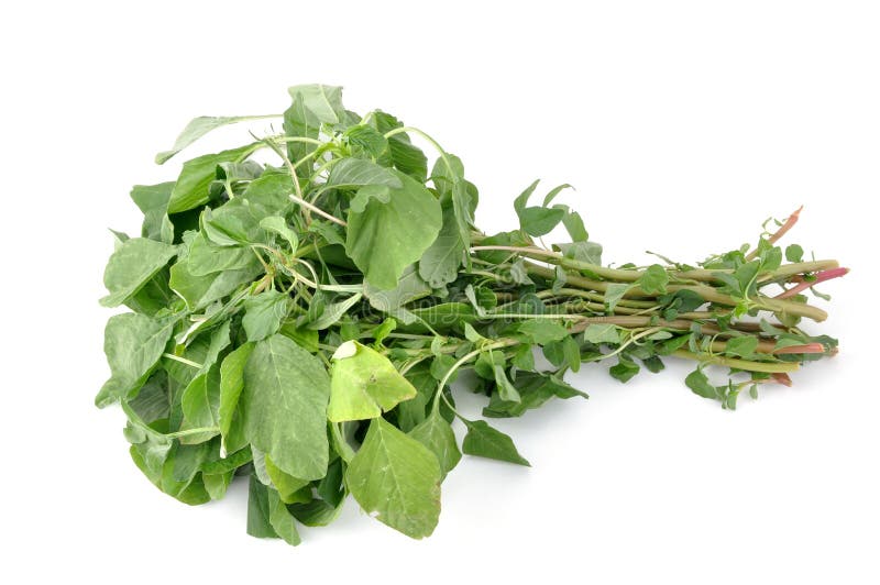 Spinach stock photo. Image of ripe, vegetable, spinach - 9378374