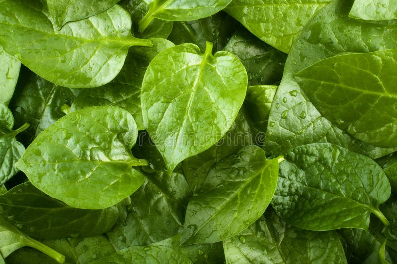 Spinach background stock photo. Image of backdrop, cultivated - 15218766