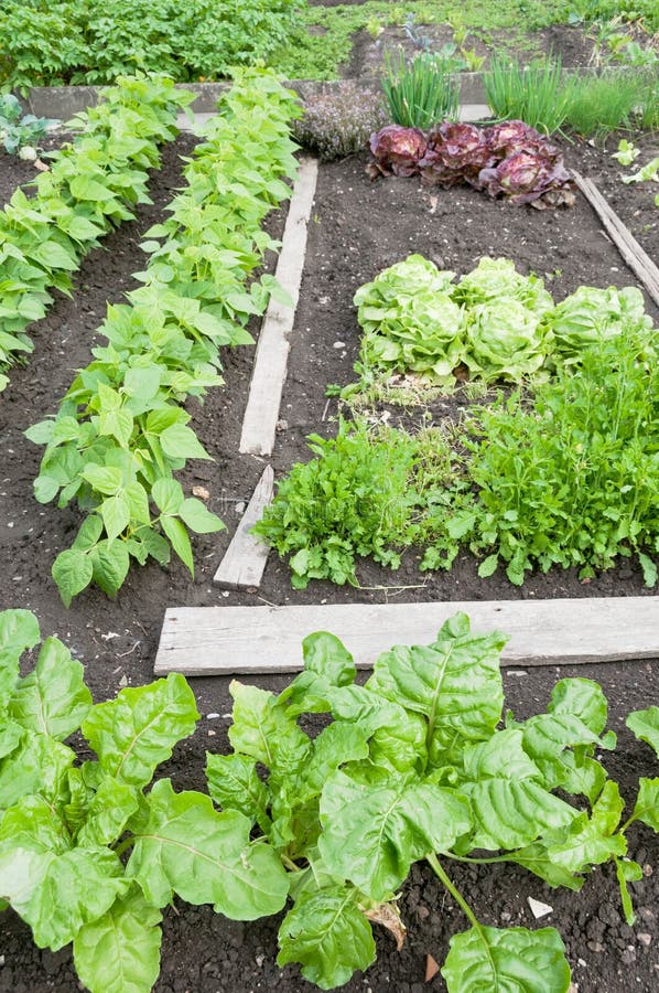 Spinach stock photo. Image of homegrown, grow, plant, allotment - 8619336