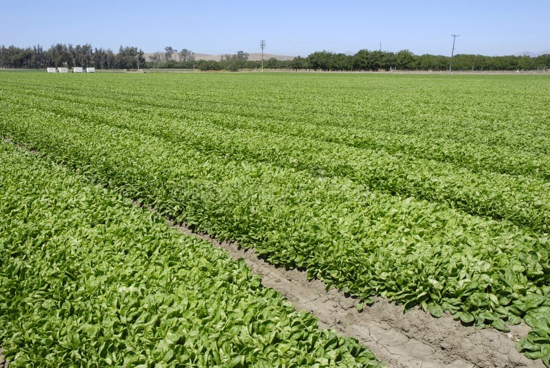 Spinach Crop stock photo. Image of agricultural, farm - 2936316