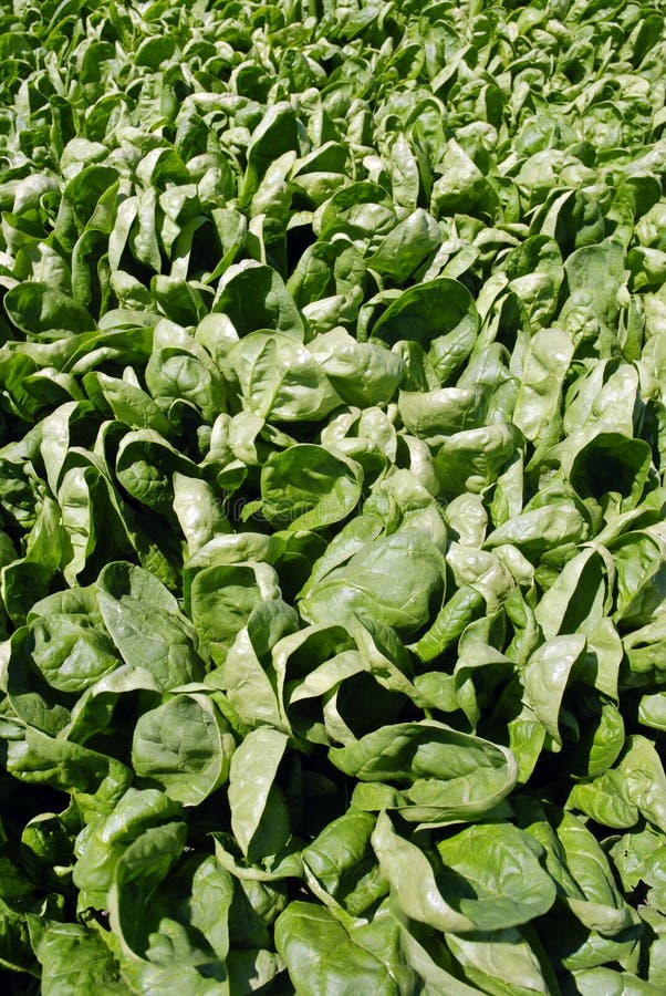 Spinach Crop stock image. Image of field, farmland, farming - 2929129