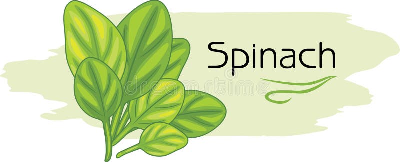Spinach. Drawing for Label Design Stock Vector - Illustration of ...