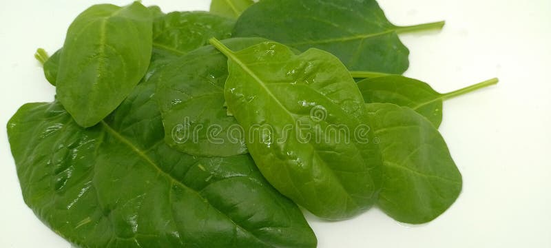 Spinach Food Nature Vegetarian Green Color Stock Photo - Image of green ...