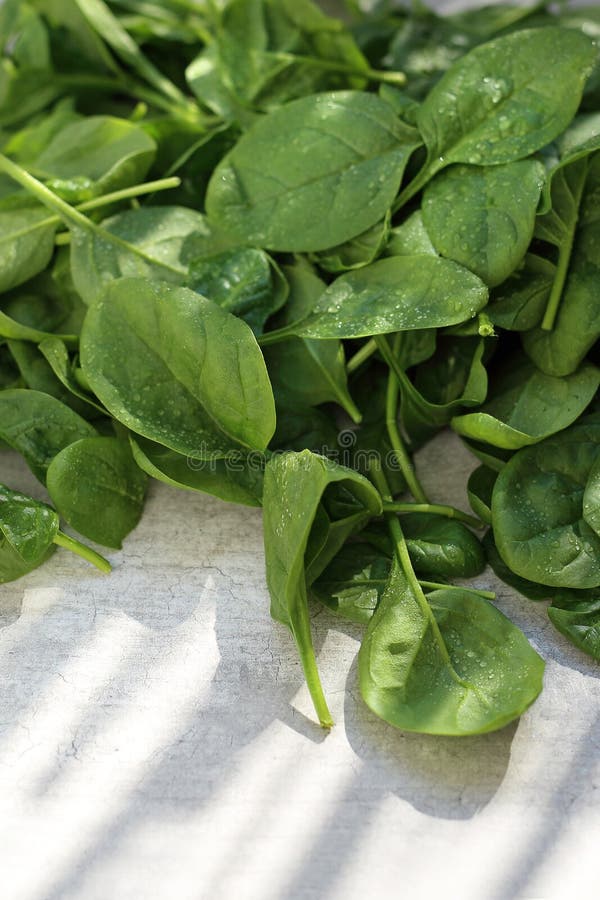 Spinach, Fresh Green Leaves on the Kitchen Counter. Stock Photo - Image ...