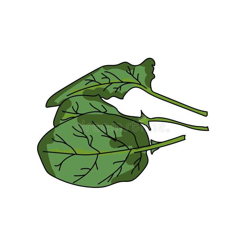 Spinach Hand Draw Stock Illustrations – 177 Spinach Hand Draw Stock ...