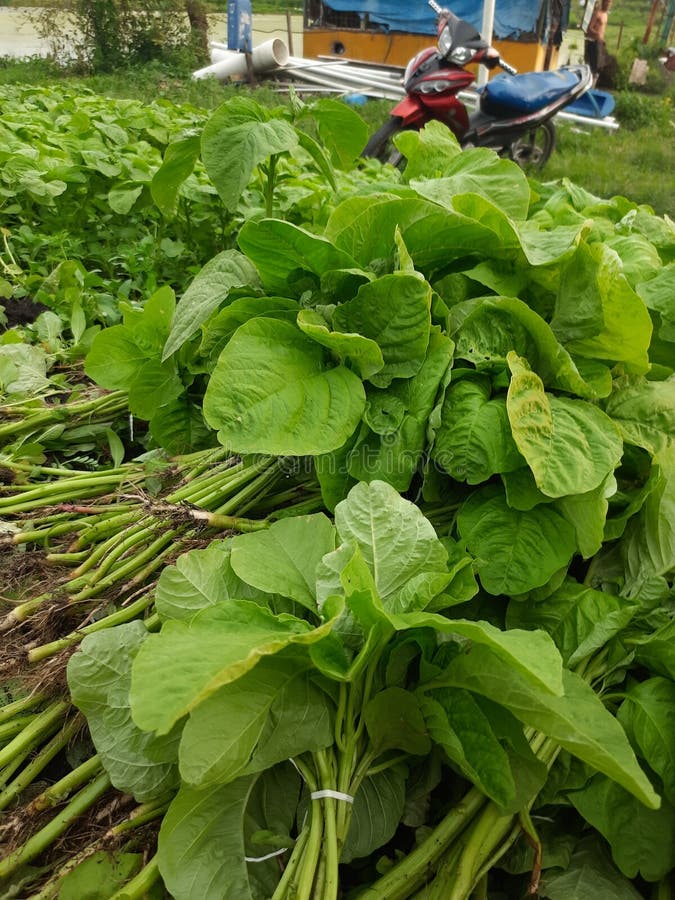 Spinach, Green Vegetables, Spinach Chips and Garden. Stock Image ...