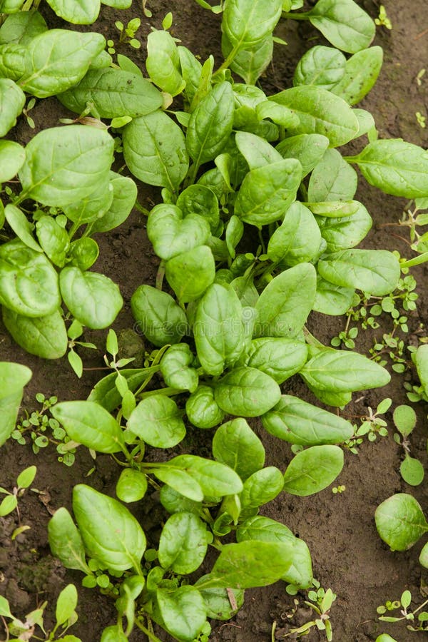 Spinach Plantation With Papaya Tree Kenya Stock Image - Image of kenya ...