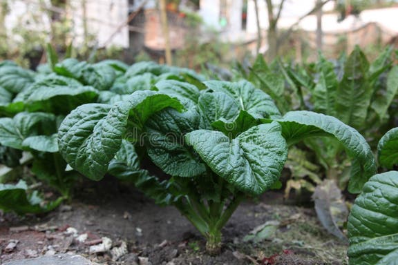 Spinach stock image. Image of field, green, vegetables - 106559313