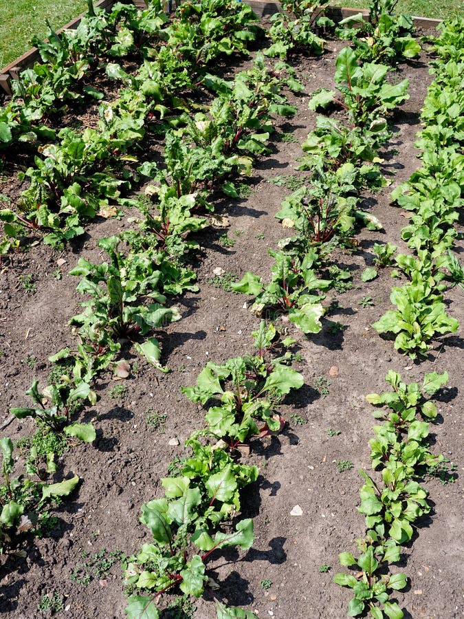 Two Rows of Spinach Growing in a Bare Earth Stock Photo - Image of ...