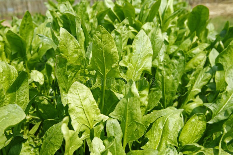 Spinach grown in the wild stock image. Image of rural - 276374143