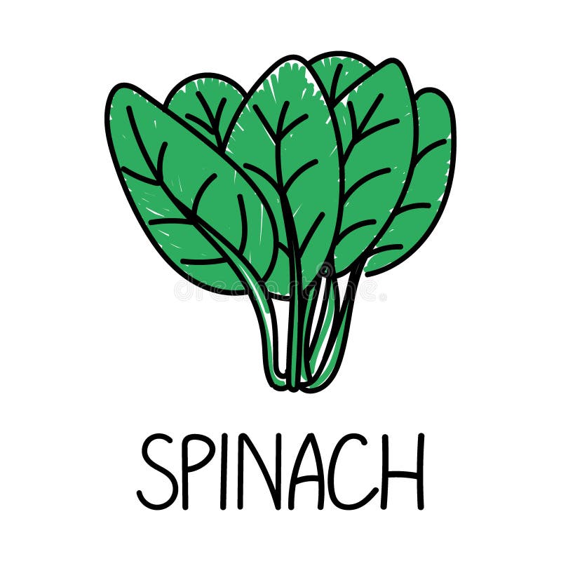 Spinach Logo Stock Illustrations – 1,284 Spinach Logo Stock ...