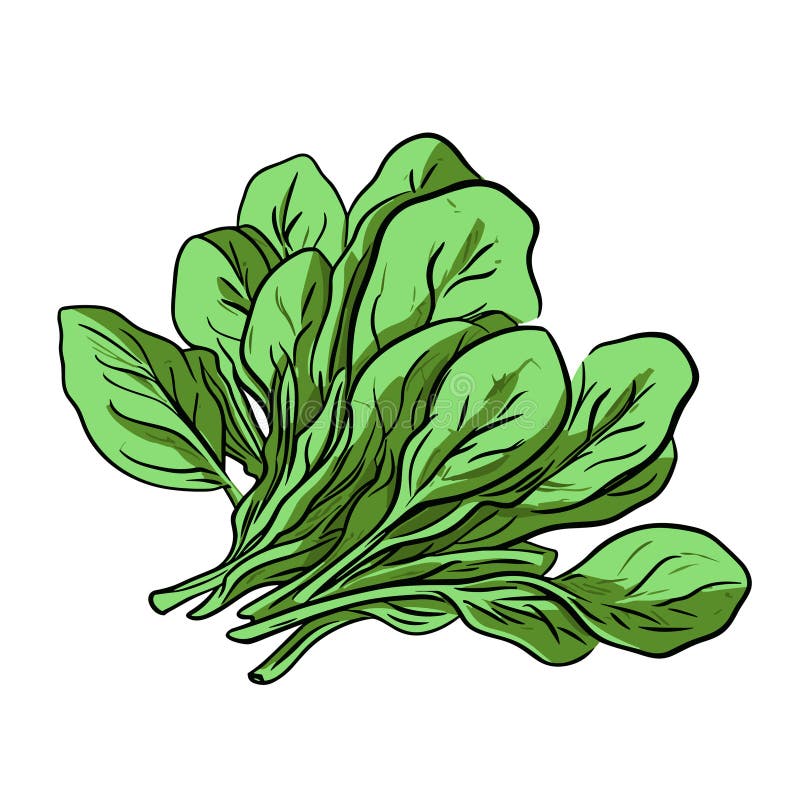 Spinach Hand-drawn Illustration. Spinach. Vector Doodle Style Cartoon ...