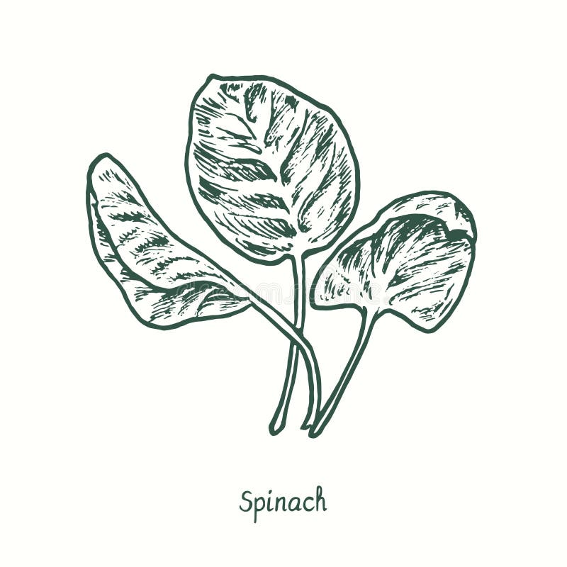 Growing Spinach Stock Illustrations – 391 Growing Spinach Stock ...