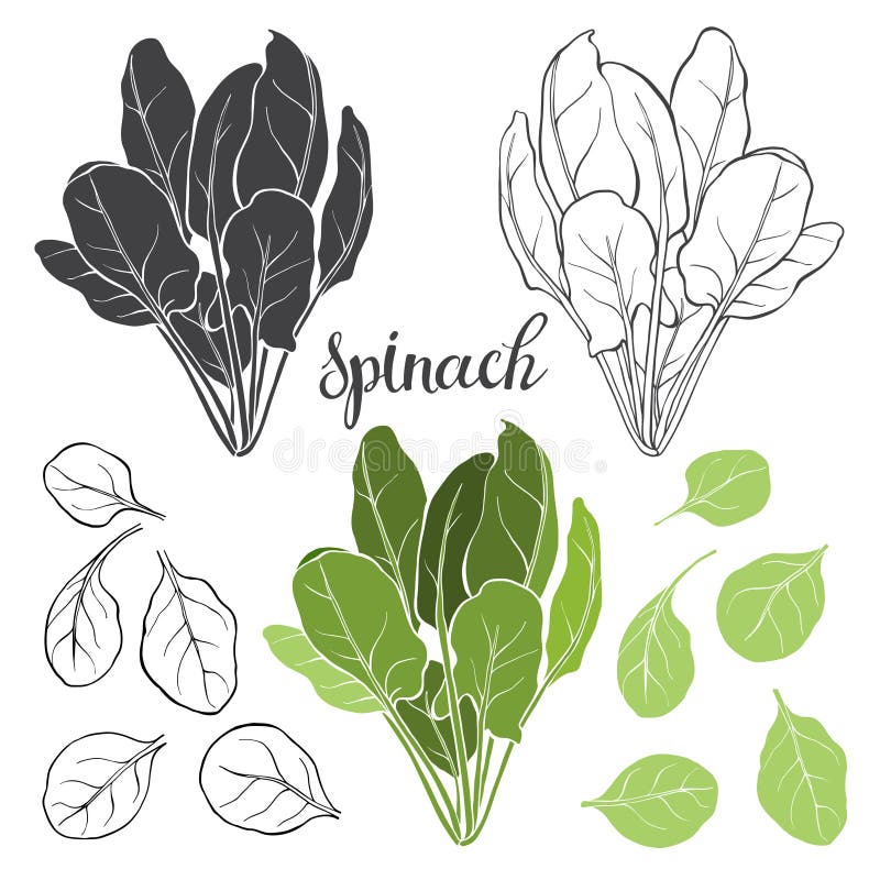 Spinach, Isolated Elements on a White Background. Stock Illustration ...