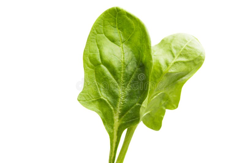 Spinach isolated stock image. Image of closeup, food - 113664233