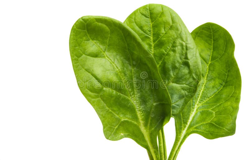 Spinach isolated stock image. Image of freshness, nature - 117778829