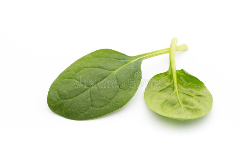 Spinach on the Isolated White. Stock Image - Image of garnish, green ...