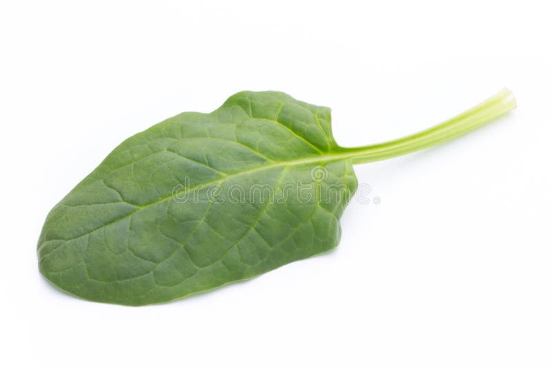 Spinach on the Isolated White. Stock Image - Image of seasoning, leaf ...