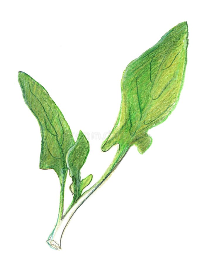 Spinach Leaf Drawing Stock Illustrations – 1,177 Spinach Leaf Drawing ...