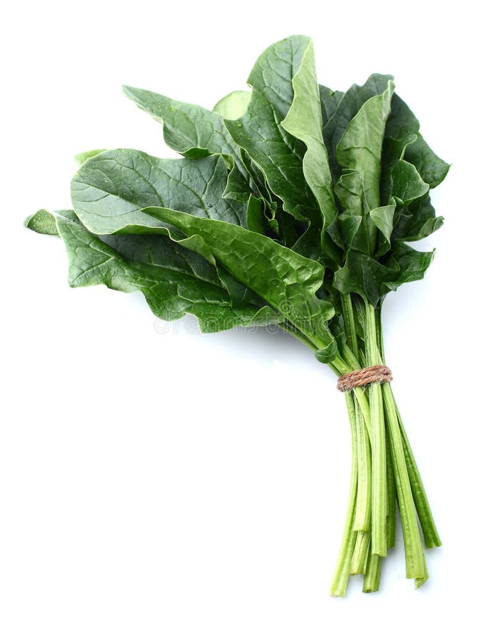 Spinach stock photo. Image of young, background, healthy - 56467844
