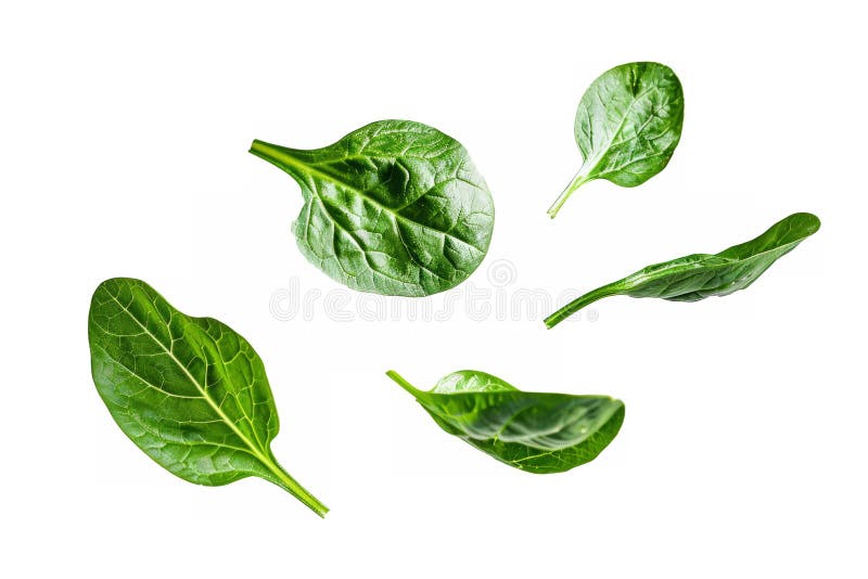 Spinach Leaves Float Gracefully, Highlighting the Vibrant Green Color ...