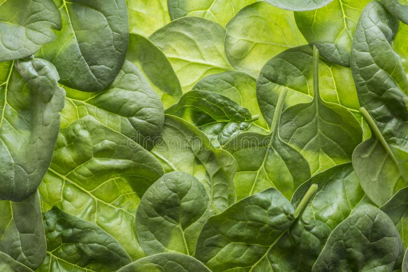 Spinach leaves stock image. Image of green, cook, leaves - 92683499