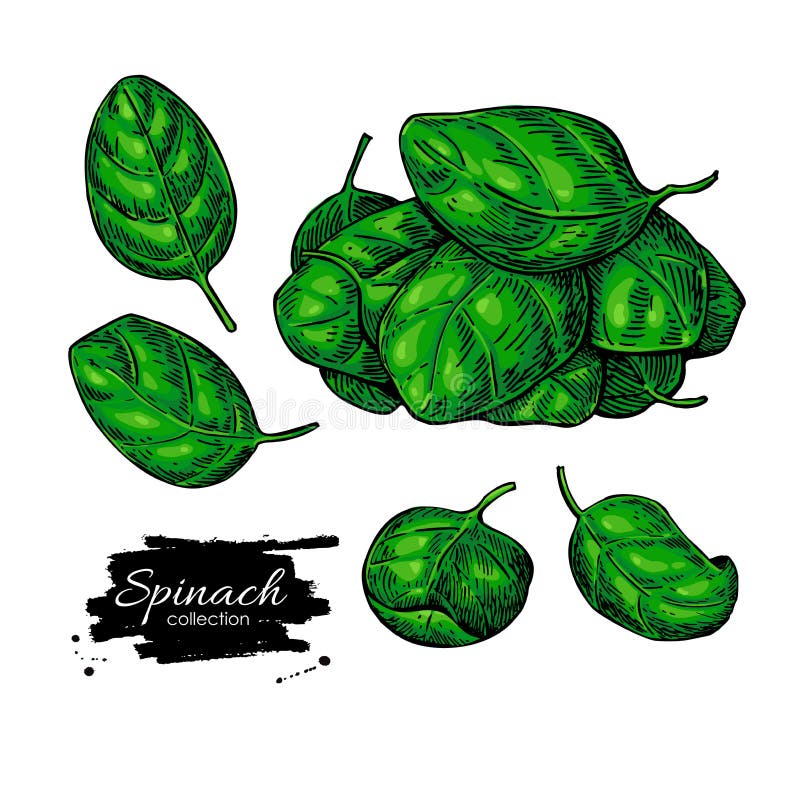 Spinach Leaves Hand Drawn Vector Set. Vegetable Stock Vector ... Spinach Leaves Hand Drawn Vector Set. Vegetable Stock Vector ...