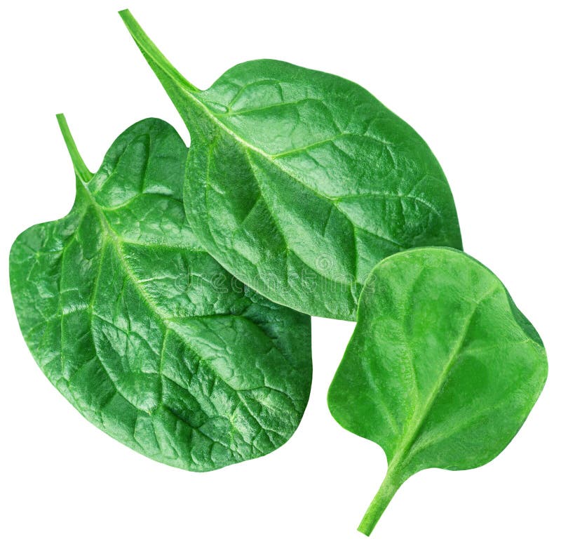 Spinach Leaves Isolated on White Background. Spinach Leaf Top View ...