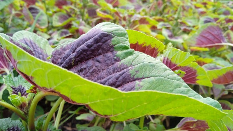 Spinach Leaves Photographed at a Very Close Distance Stock Photo ...