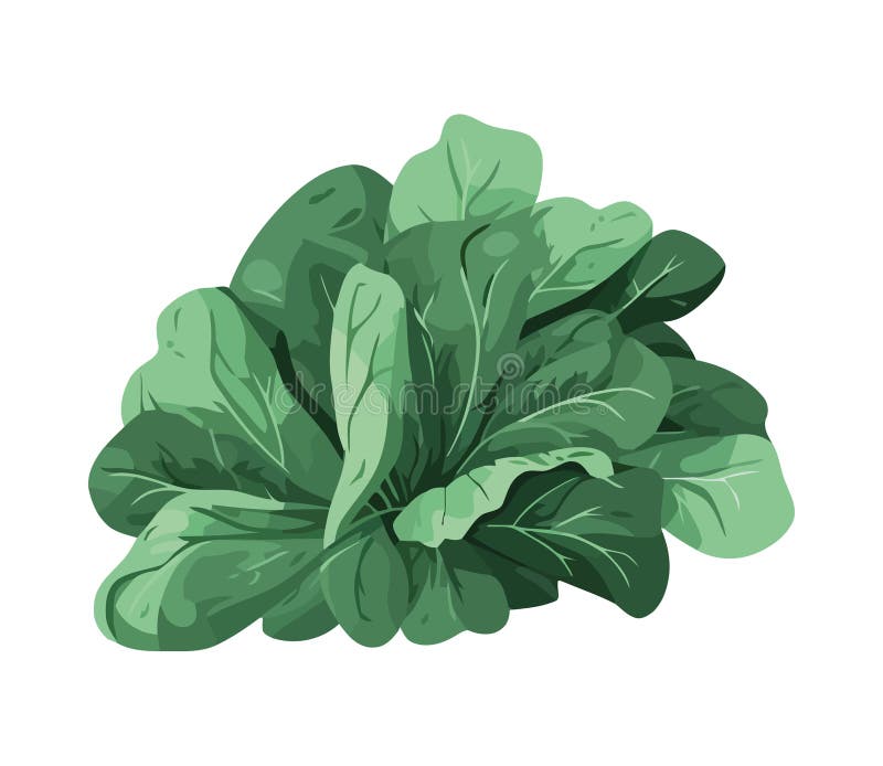 Spinach Leaves Vector Illustration Stock Vector - Illustration of plant ...