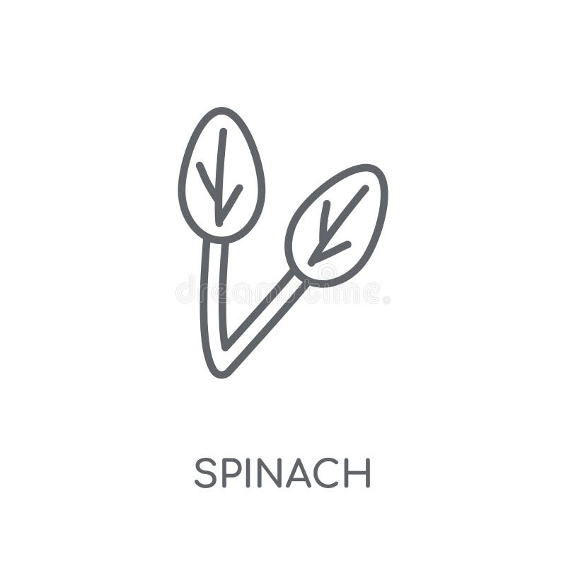 Spinach Linear Icon. Modern Outline Spinach Logo Concept on Whit Stock ...