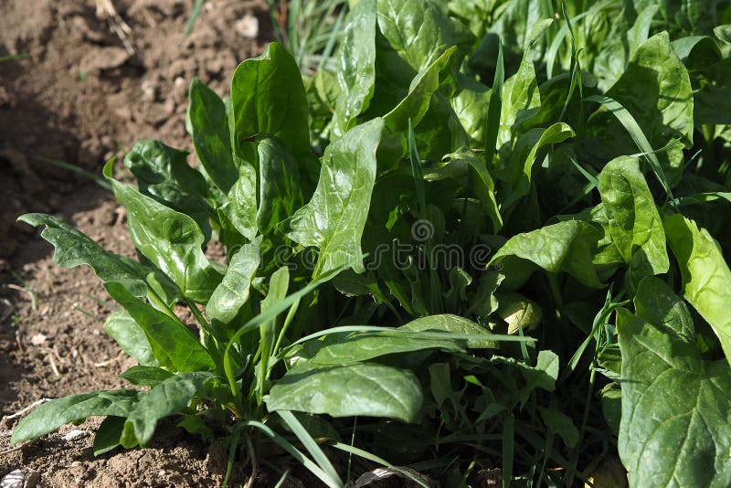 The Spinach Plant that Grows in the Open Field Garden Stock Photo ...