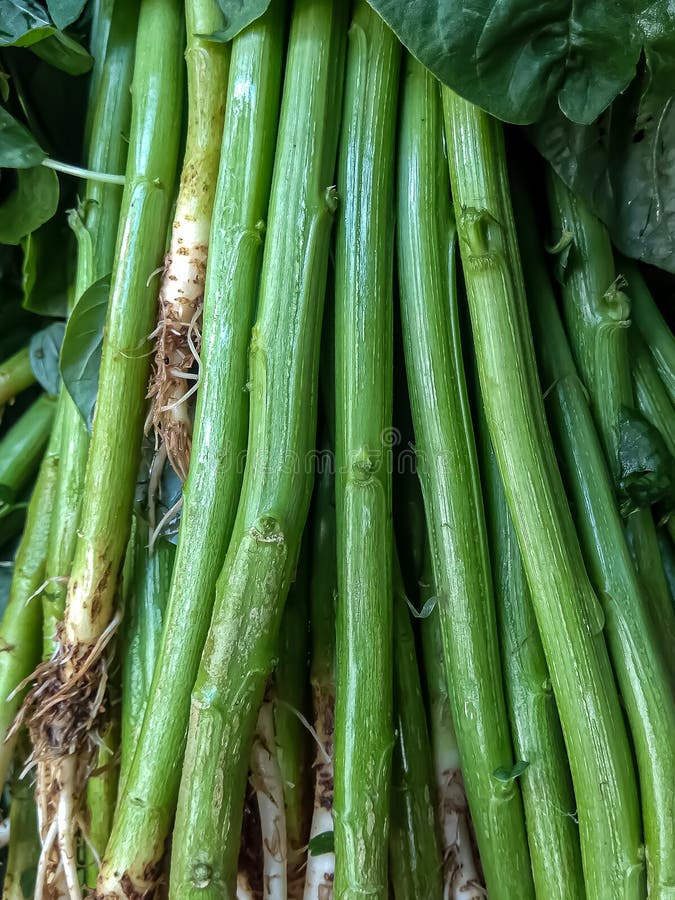 Spinach plant stem texture stock photo. Image of green - 215221006