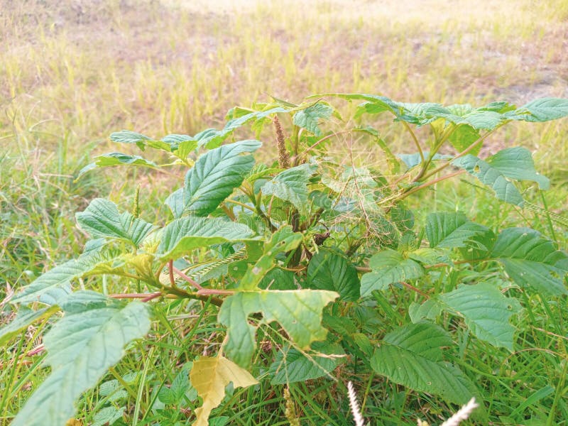 Spinach Plants Growing Wild in the Fields Stock Image - Image of ...