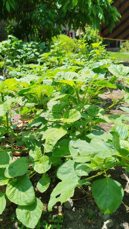 Spinach Plants that Look Lush and Beautiful? Stock Photo - Image of ...