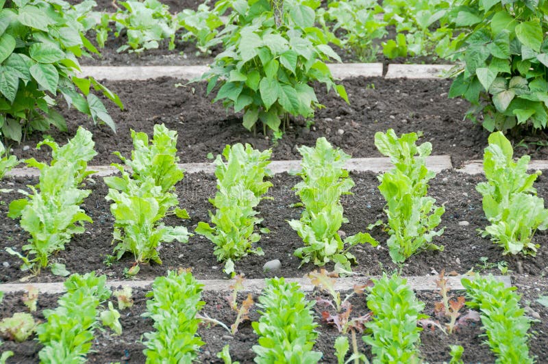 Spinach plants on a patch stock photo. Image of ecological - 85322848