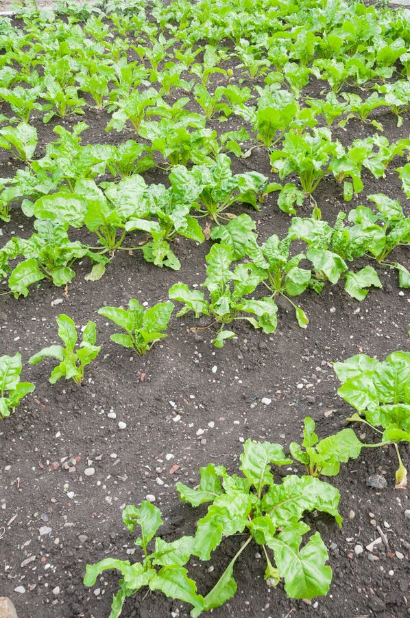 Spinach Plants on a Vegetable Garden Patch Stock Image - Image of ...