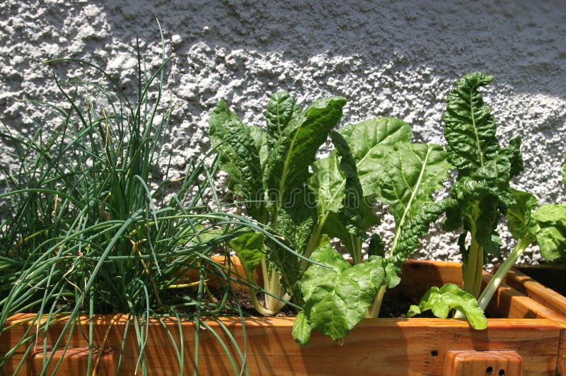 Spinach in pot stock photo. Image of green, pallets, scraps - 60501122