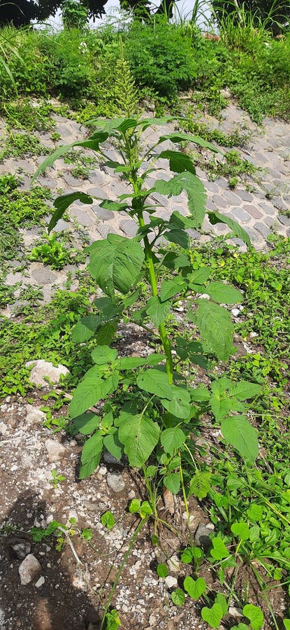 Spinach on the river stock photo. Image of gardening - 241108926