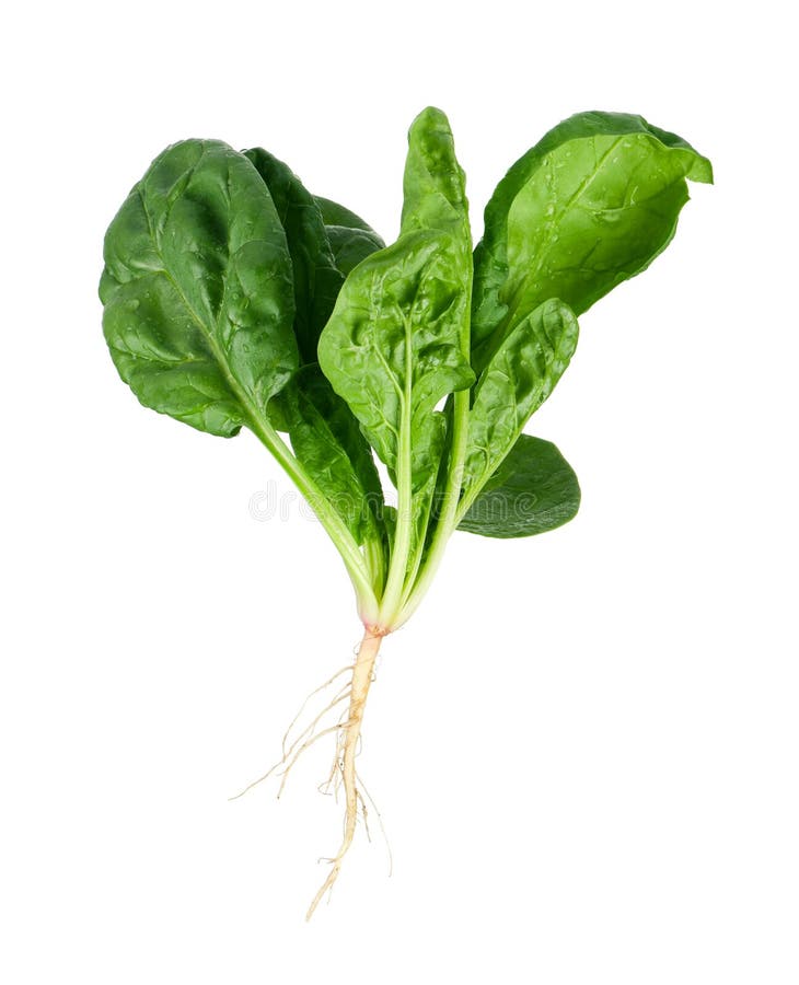 Spinach stock photo. Image of closeup, salad, organic - 7419534