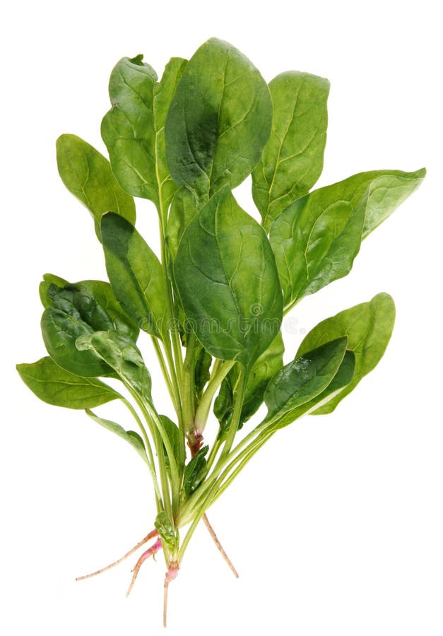 Spinach stock photo. Image of white, botany, close, ingredient - 4470998