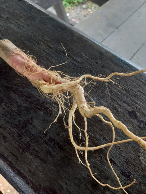 The spinach root thai stock image. Image of root, thai - 327771925