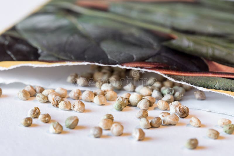 1,765 Seed Packet Stock Photos - Free & Royalty-Free Stock Photos from ...