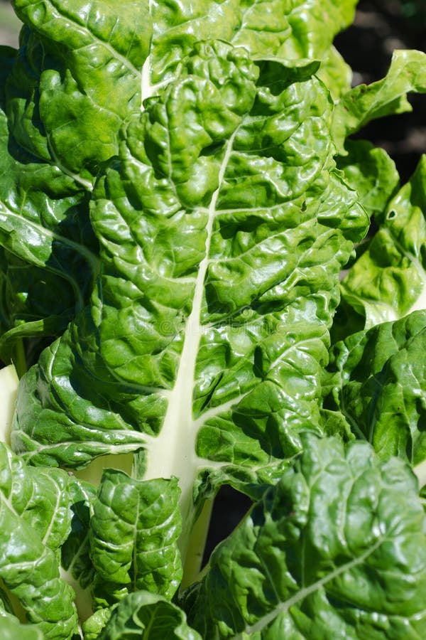 Spinach / Silver-beet Vegetable Garden Stock Photo - Image: 35000134