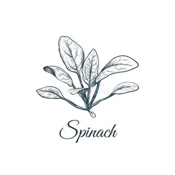 Spinach Drawing Stock Illustrations – 11,815 Spinach Drawing Stock ...