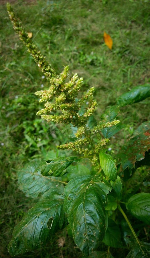 Spinach tree flowers. stock photo. Image of herb, fruit - 185894764