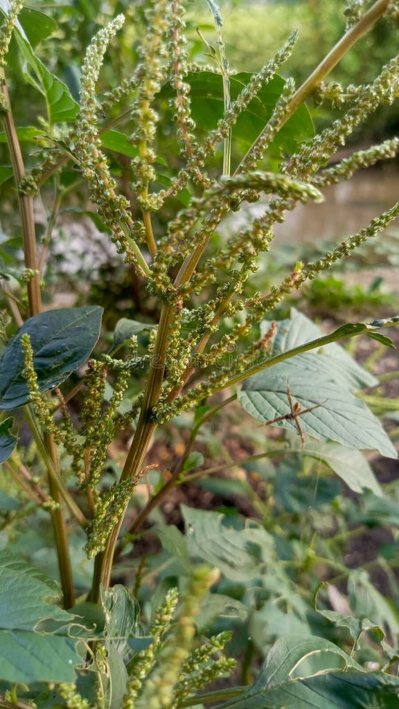 Spinach Tree, the Long Yield is Ready To Eat. Stock Photo - Image of ...